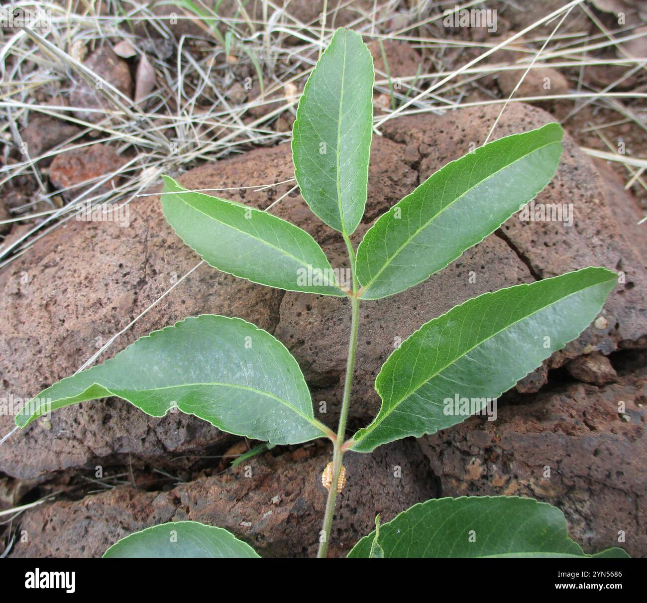Kirkia hi-res stock photography and images - Alamy