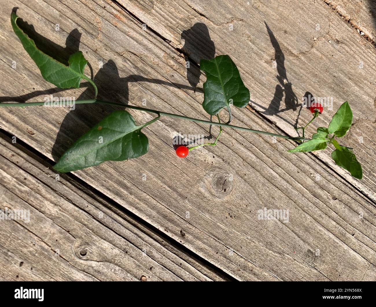 Texas nightshade (Solanum triquetrum Stock Photo - Alamy