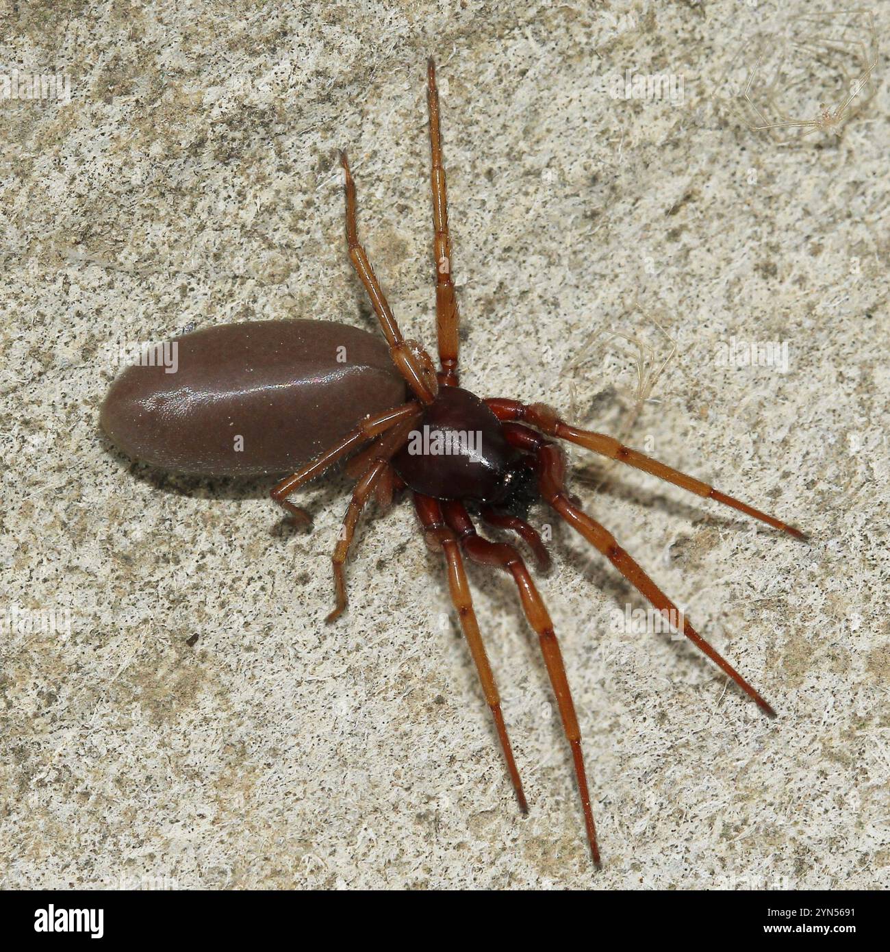 Woodlouse spiders hi-res stock photography and images - Alamy
