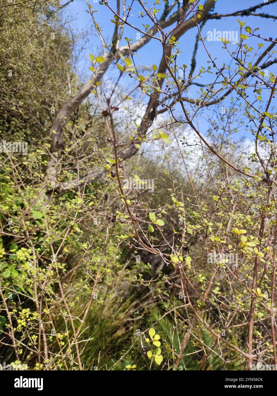 Hukihuki hi-res stock photography and images - Alamy