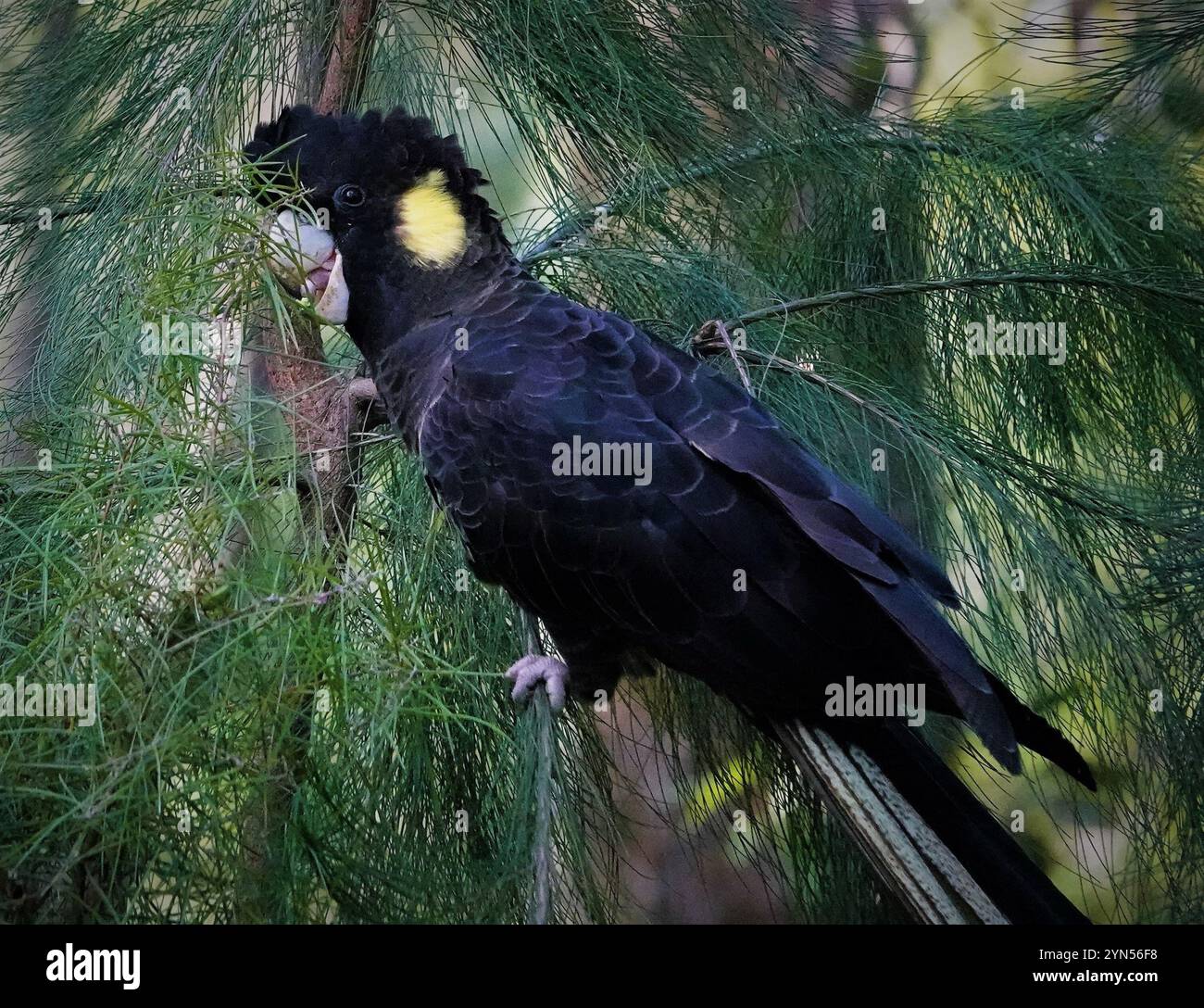 Yellow-tailed Black Cockatoo (Zanda funerea Stock Photo - Alamy