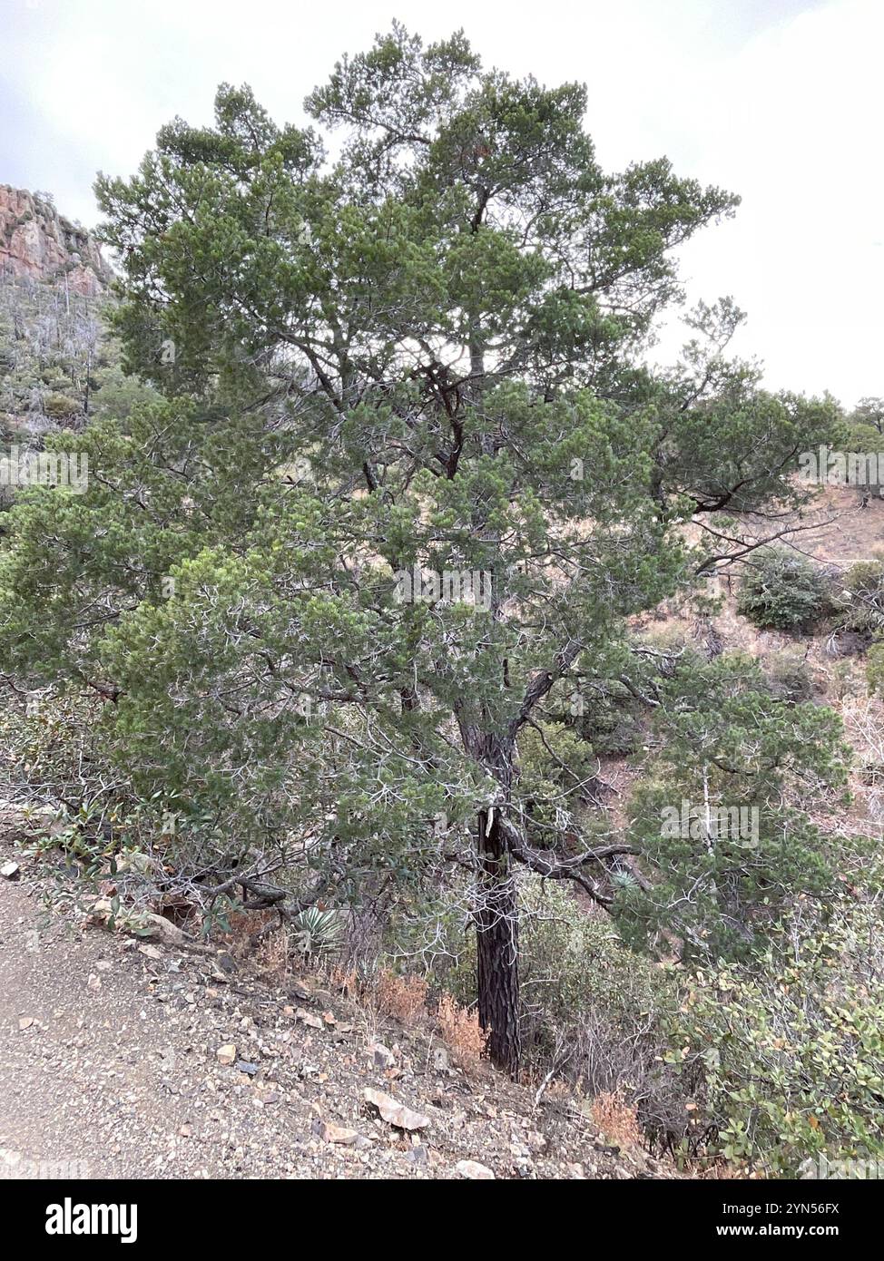 Mexican pinyon (Pinus cembroides Stock Photo - Alamy