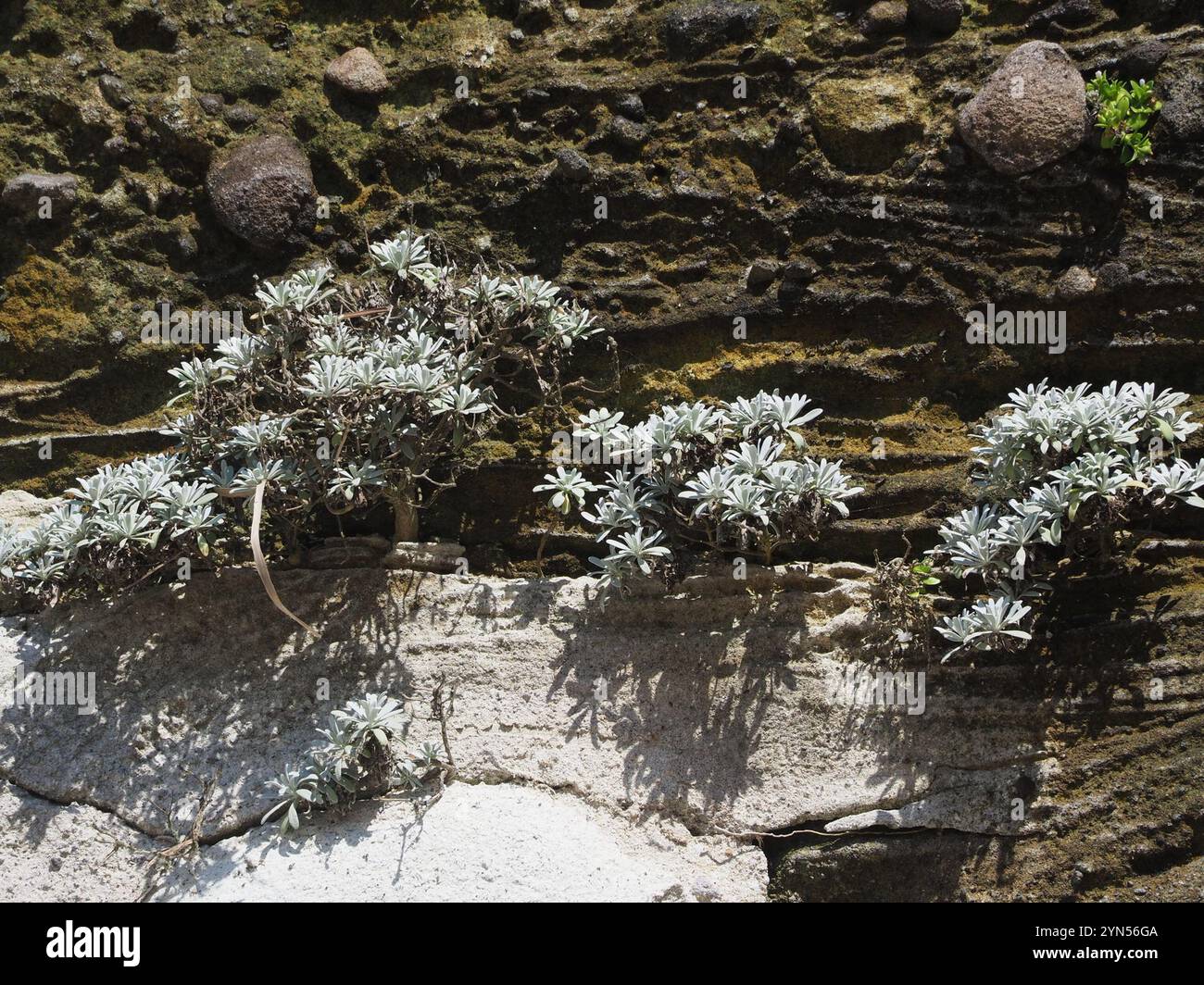 Crossostephium hi-res stock photography and images - Alamy