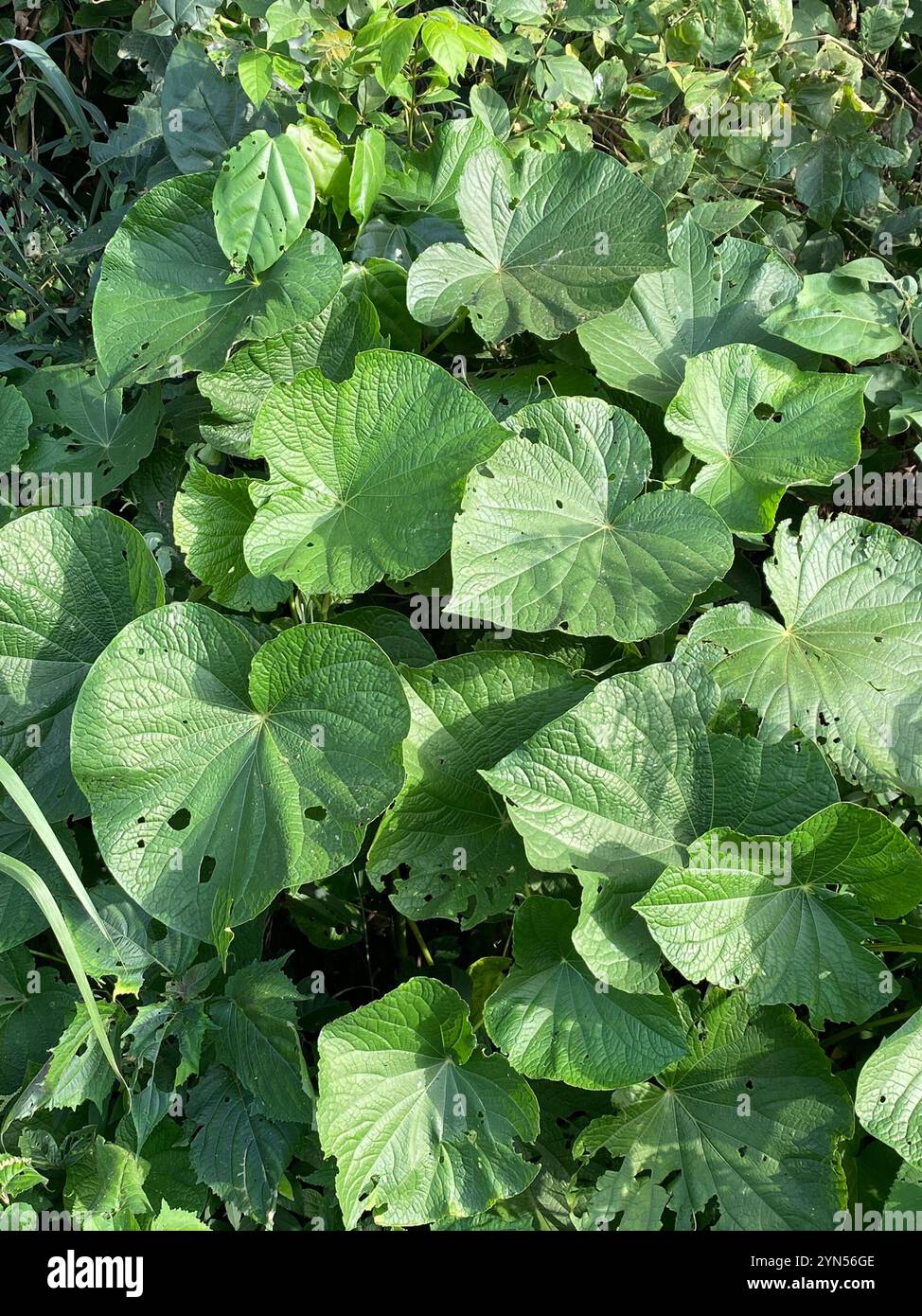 pariparoba (Piper umbellatum Stock Photo - Alamy