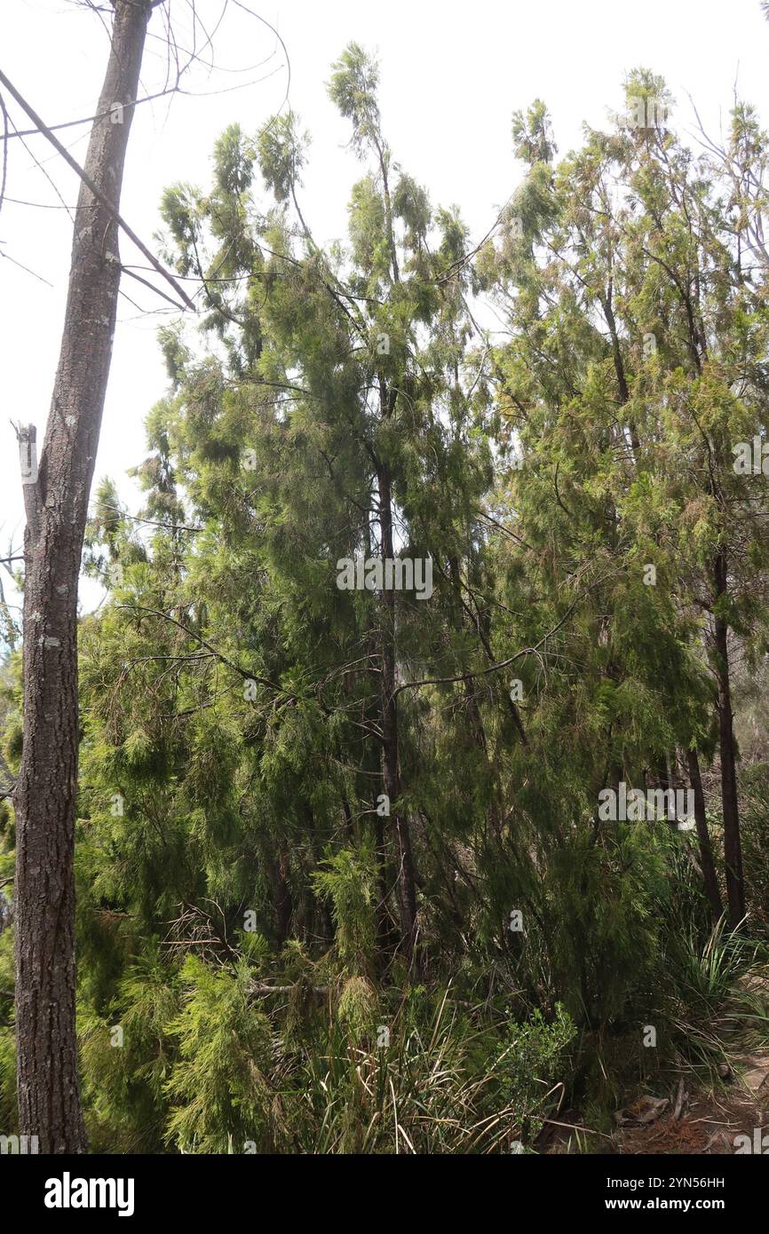 Exocarpos cupressiformis hi-res stock photography and images - Alamy