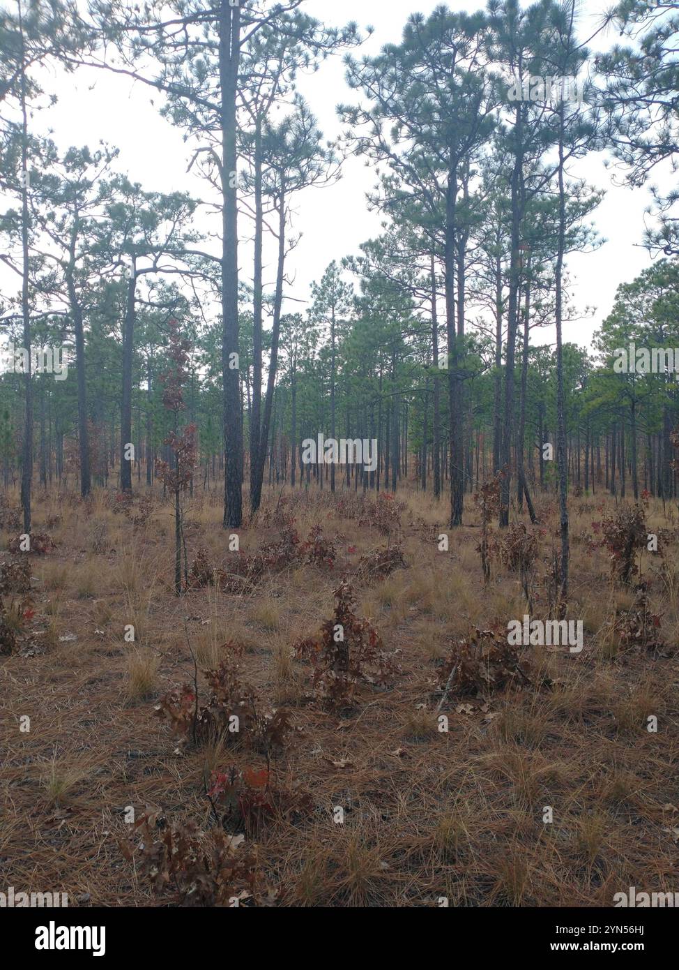 American turkey oak (Quercus laevis Stock Photo - Alamy