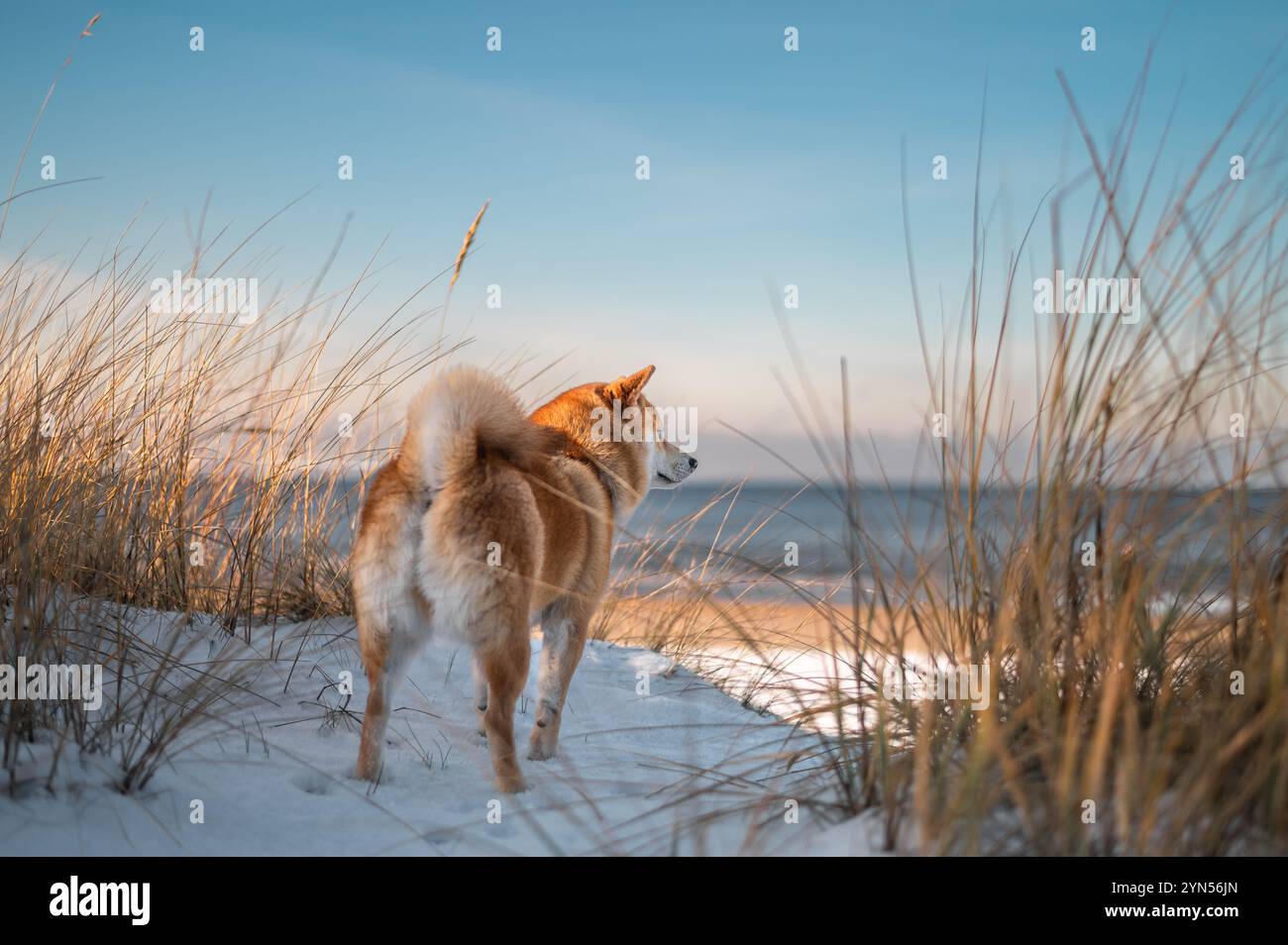 Shiba Inu dog is standing on a sand dune along a Baltic sea beach ...