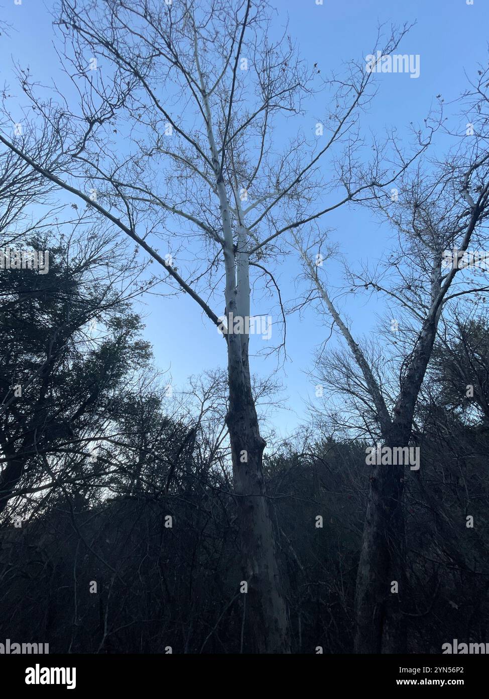 Arizona sycamore (Platanus wrightii Stock Photo - Alamy