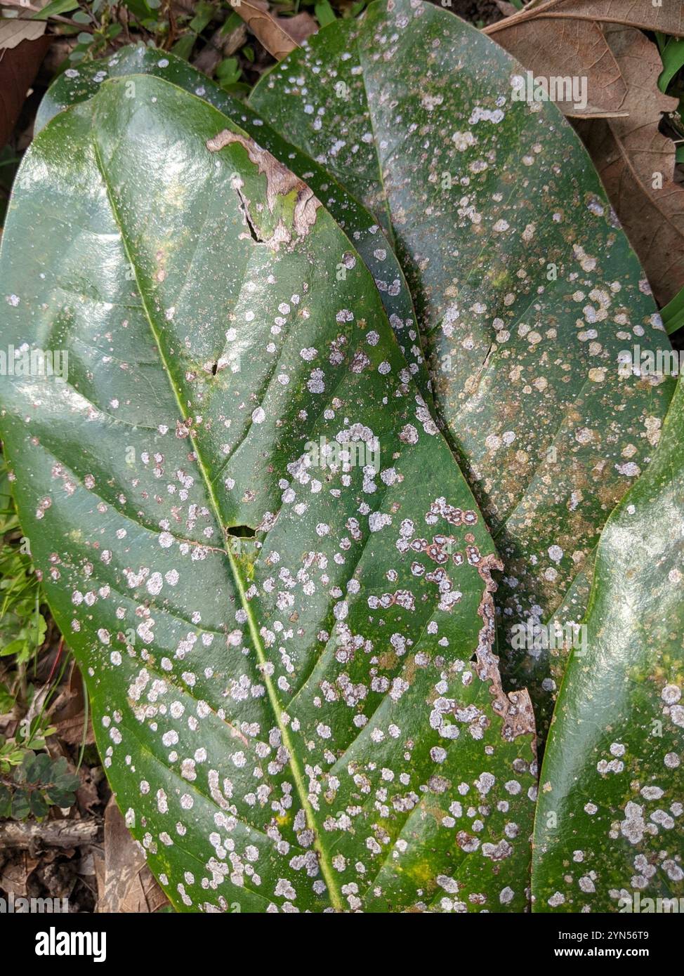 Green Leaf Spots (Strigula smaragdula Stock Photo - Alamy