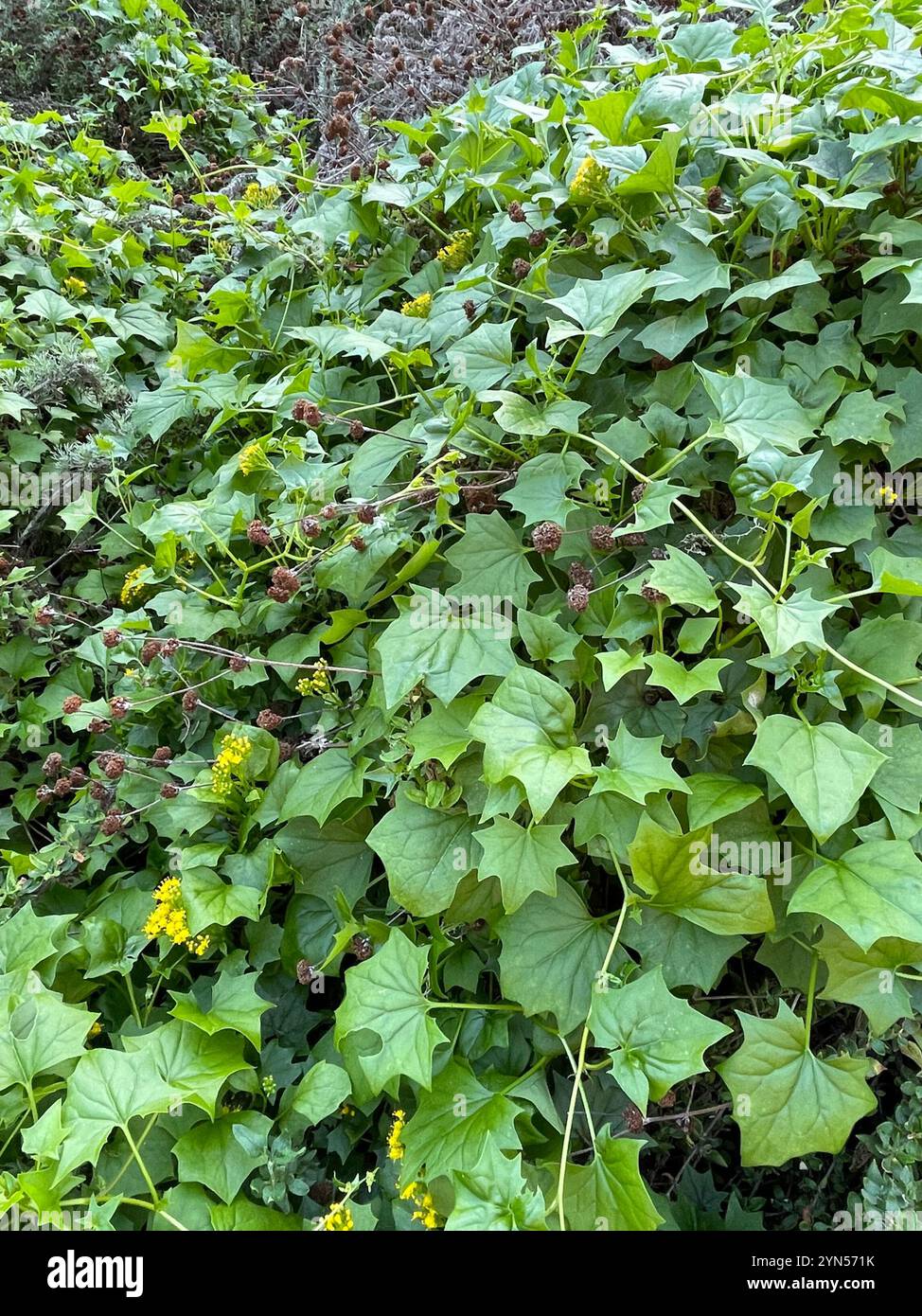 Cape-ivy (Delairea odorata Stock Photo - Alamy