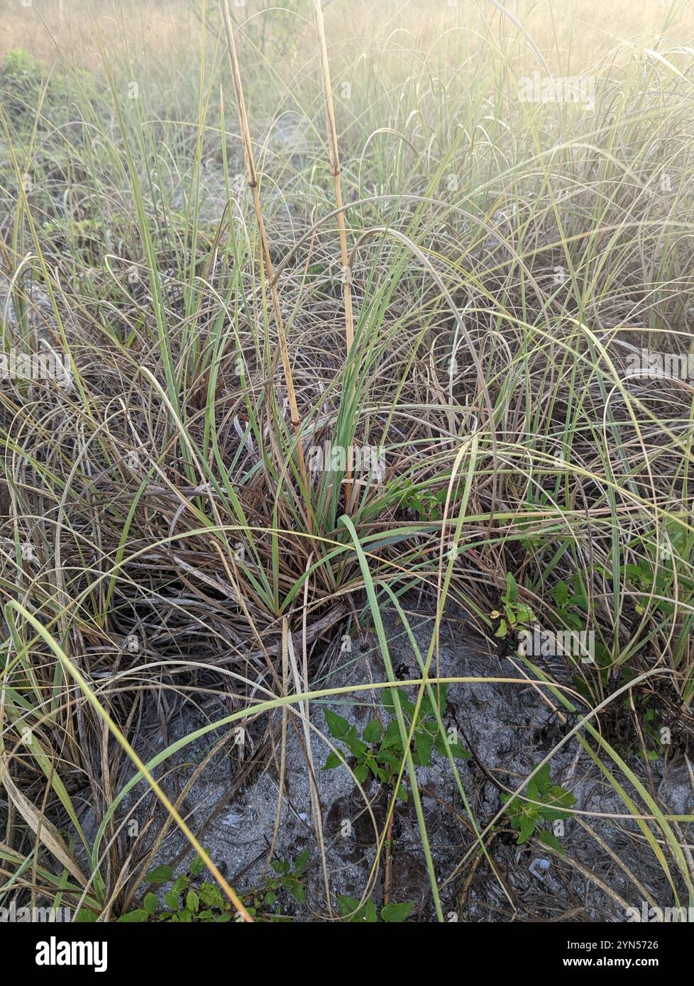 sea oats (Uniola paniculata Stock Photo - Alamy