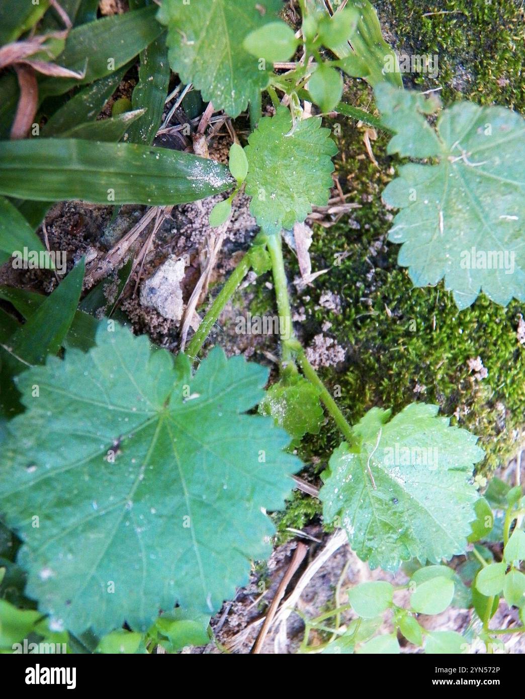 Carolina Bristlemallow (Modiola caroliniana Stock Photo - Alamy