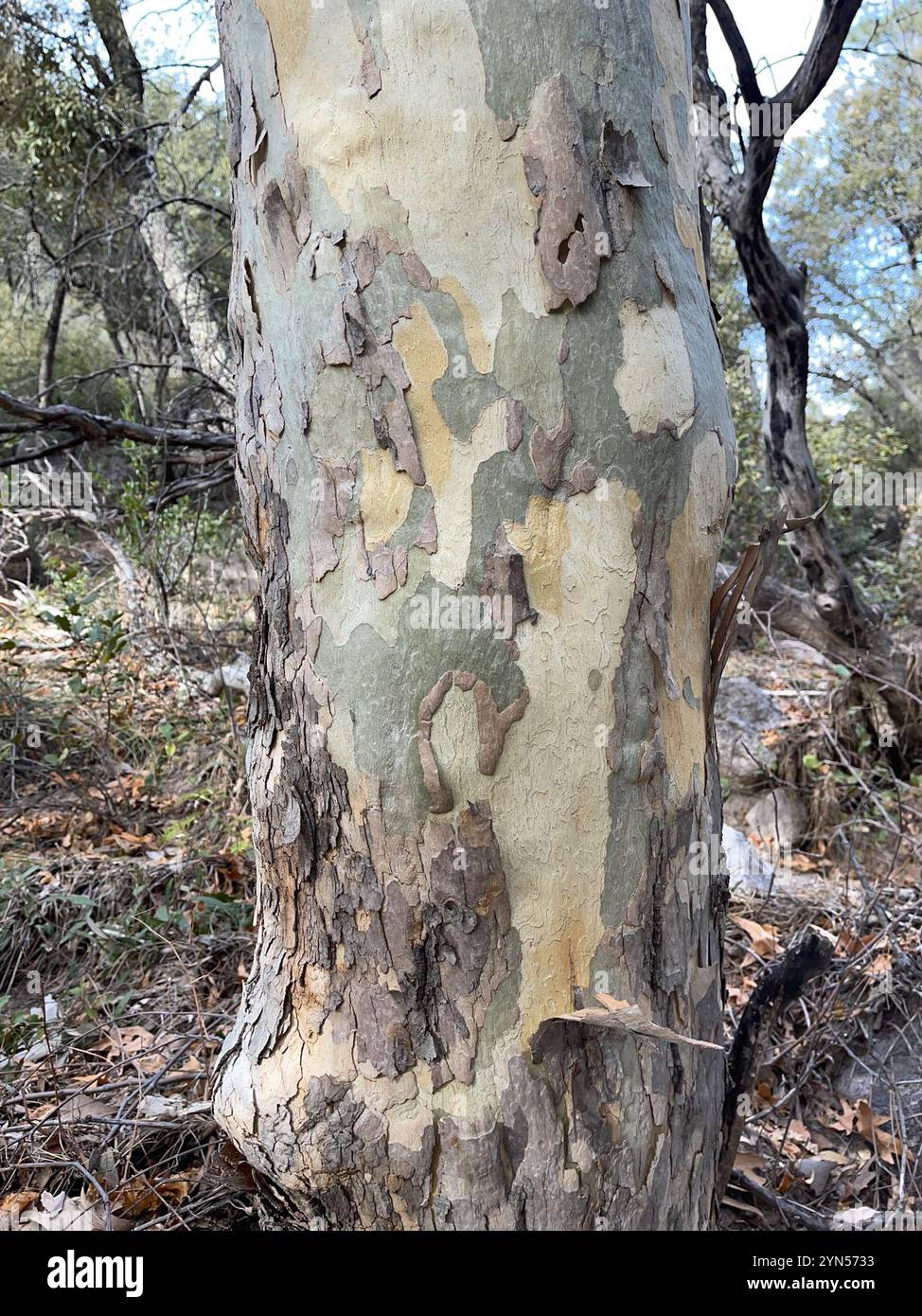 Arizona sycamore (Platanus wrightii Stock Photo - Alamy