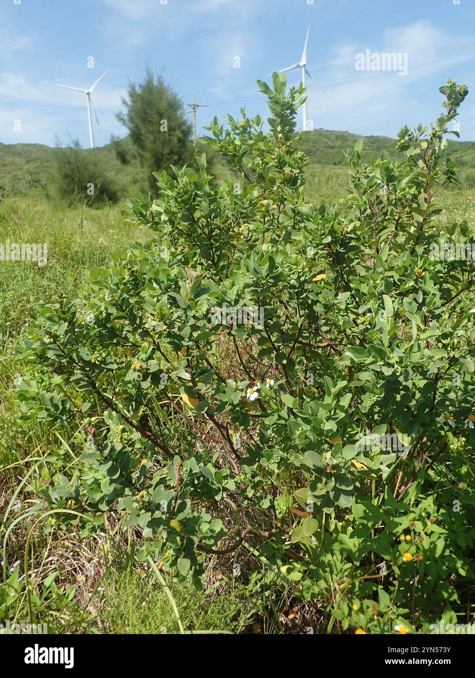 Bootlace Plant (Wikstroemia indica Stock Photo - Alamy