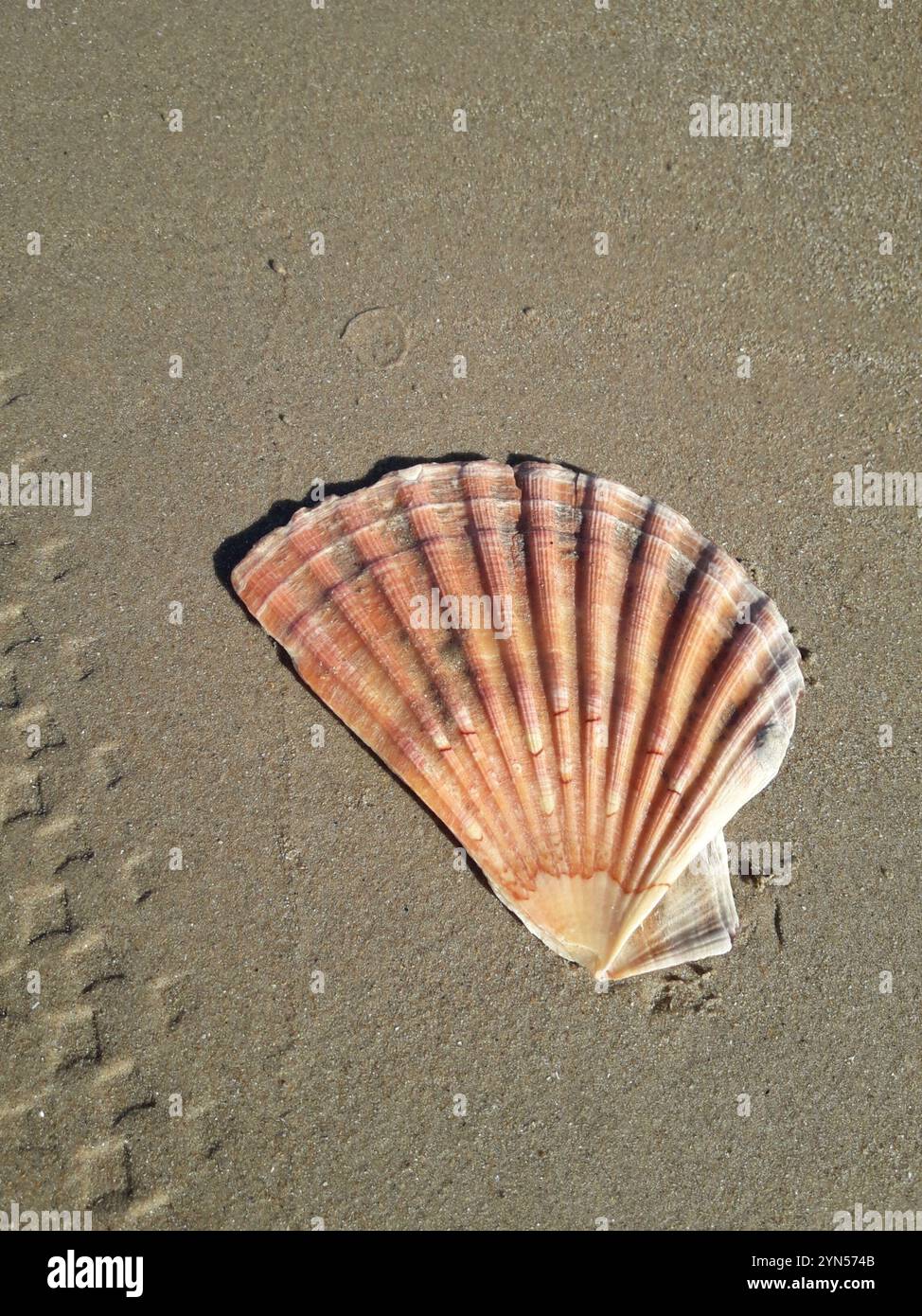 Great Scallop (Pecten maximus Stock Photo - Alamy