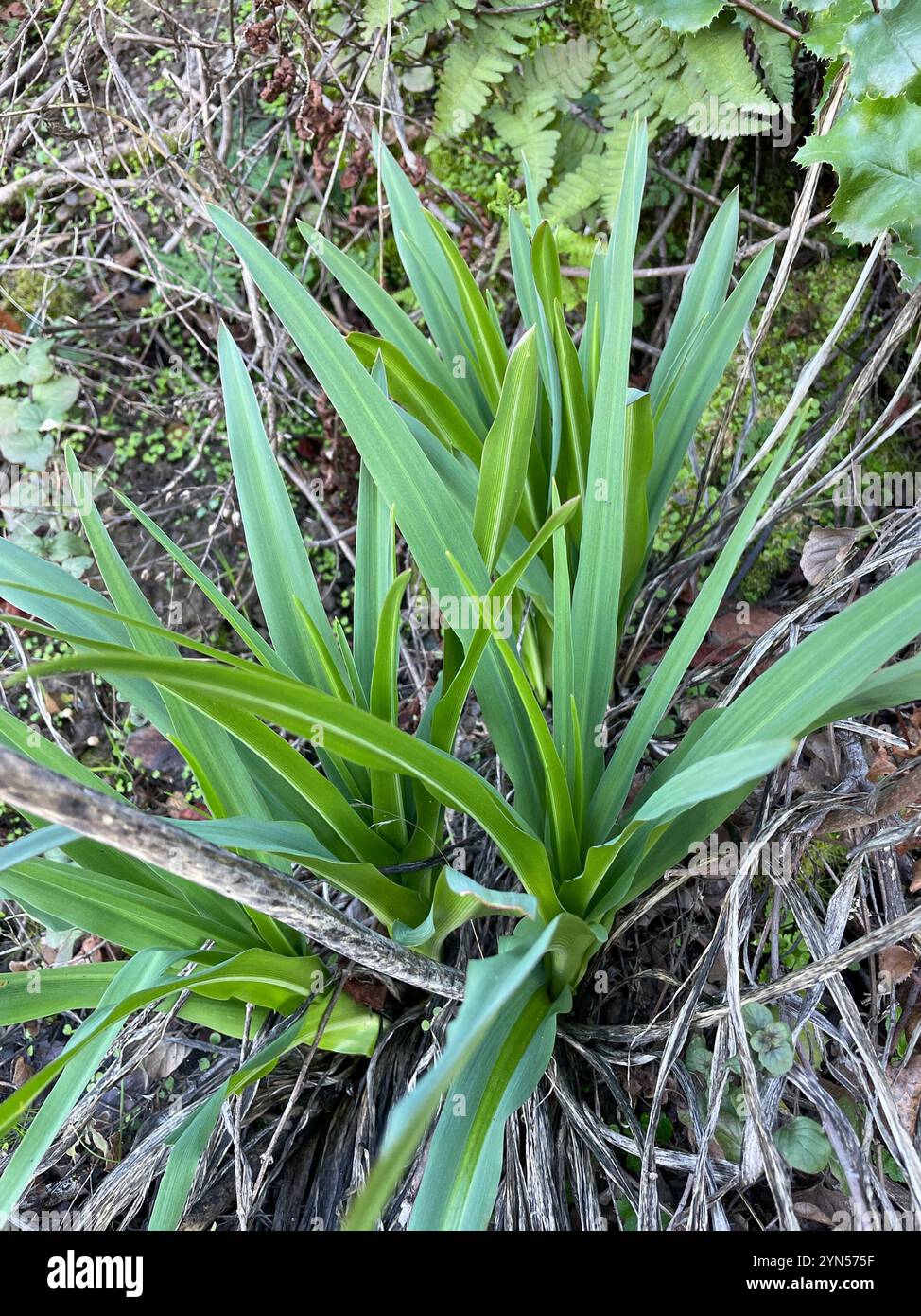 wavy-leafed soap plant (Chlorogalum pomeridianum Stock Photo - Alamy