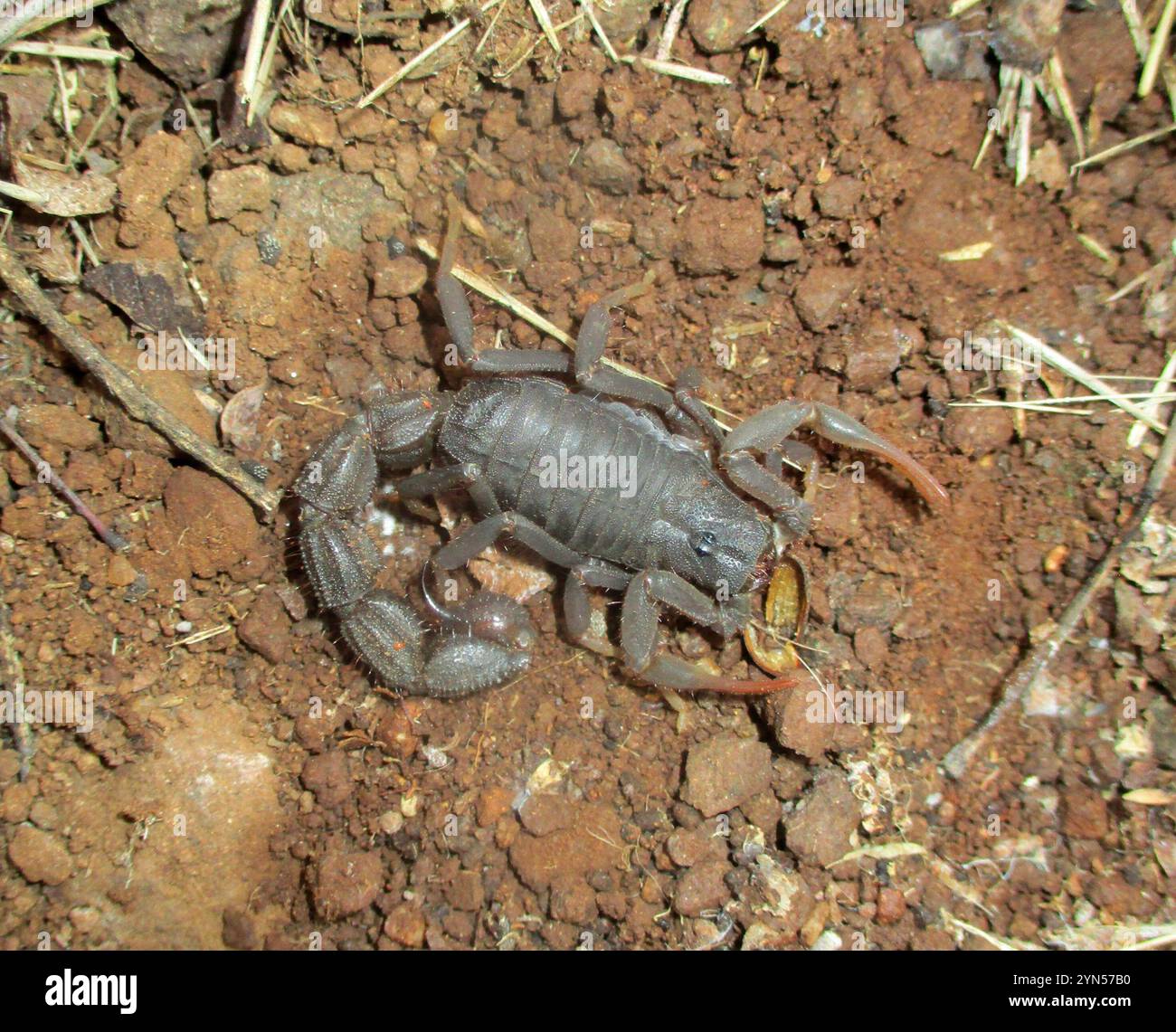 Parabuthus transvaalicus hi-res stock photography and images - Alamy