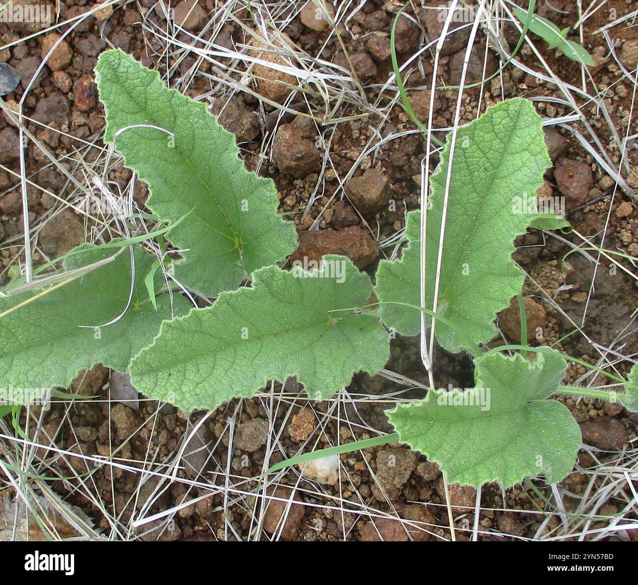 Hairy wild cucumber cucumis hi-res stock photography and images - Alamy