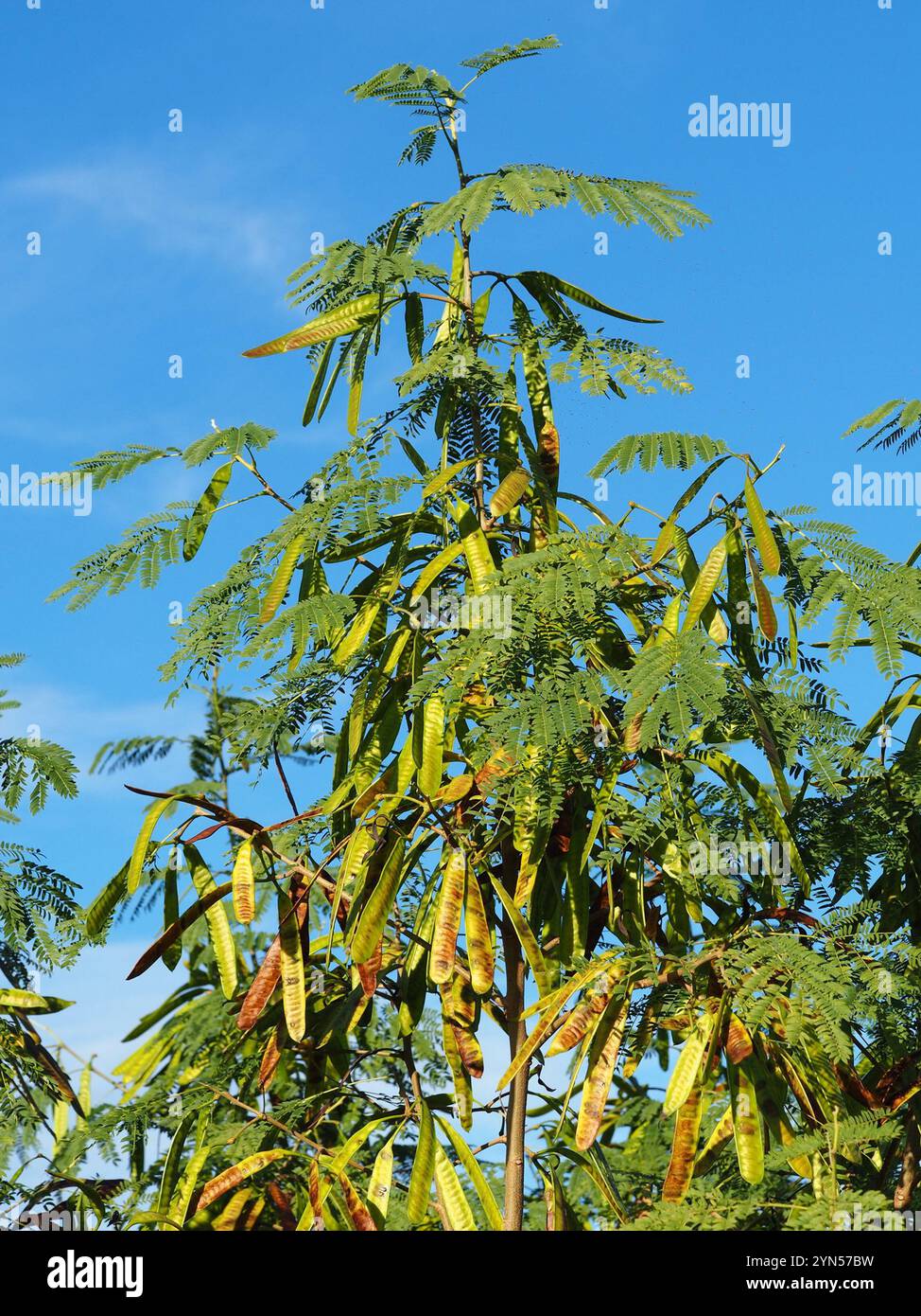 White leadtree (Leucaena leucocephala Stock Photo - Alamy