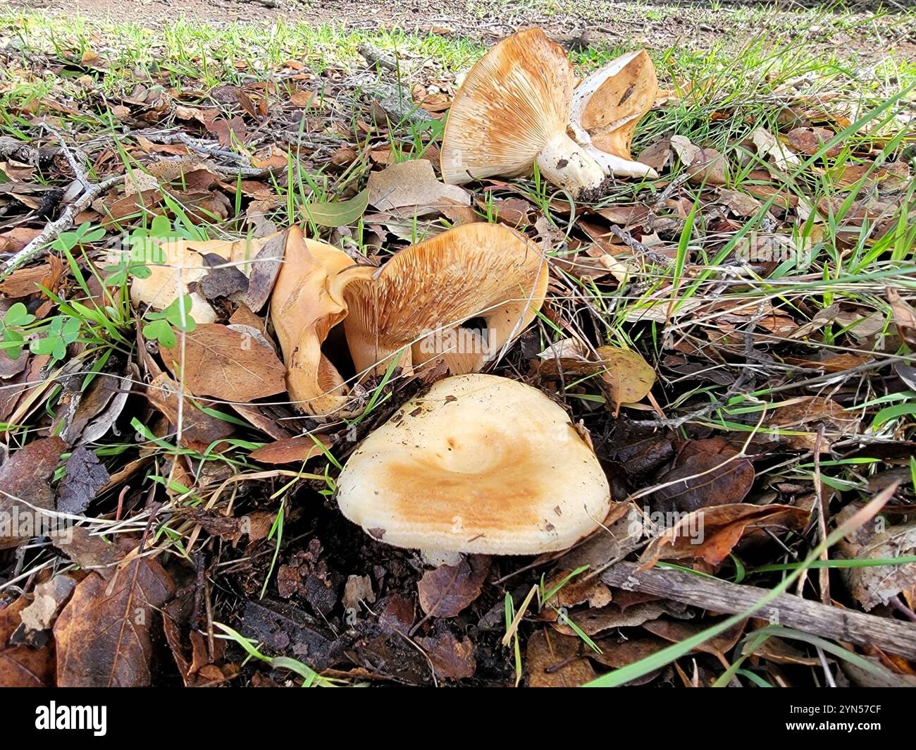 golden milkcap (Lactarius alnicola Stock Photo - Alamy