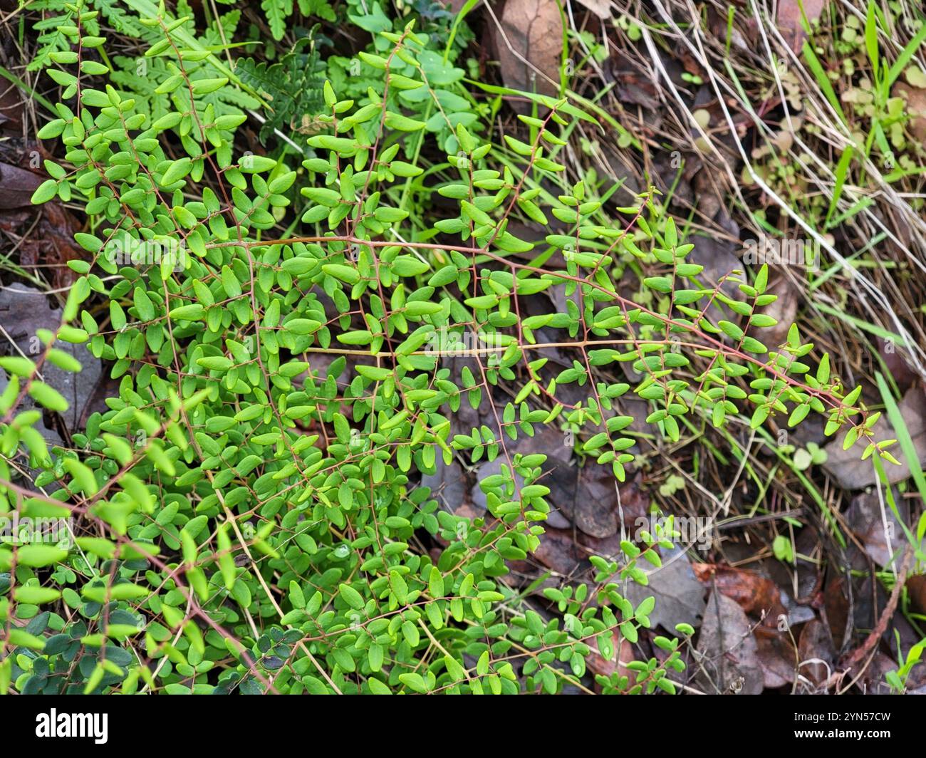 Coffee Fern (Pellaea andromedifolia Stock Photo - Alamy