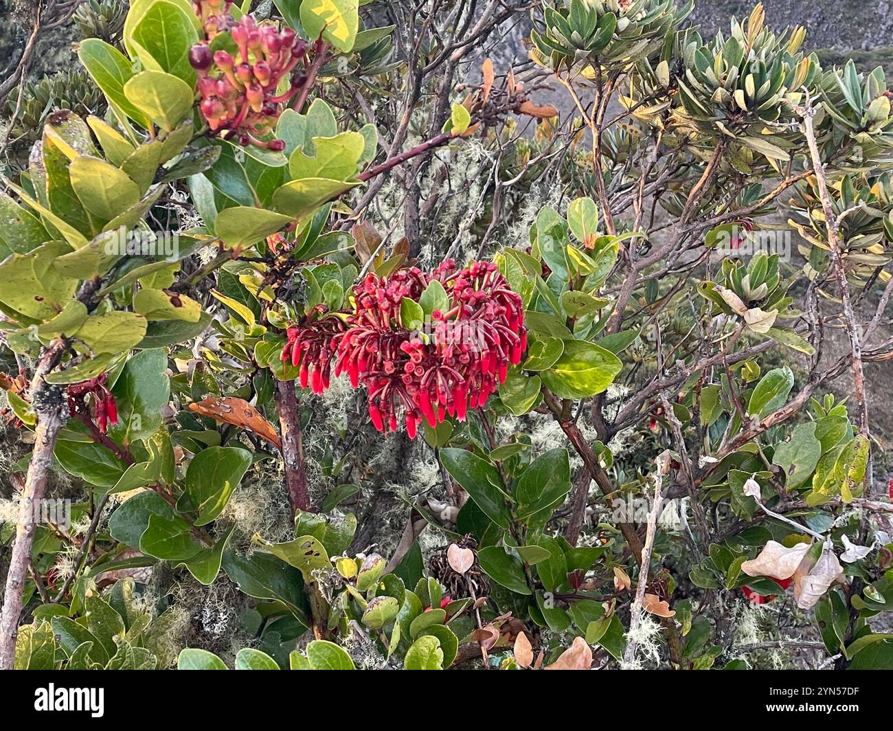 tropical blueberry (Macleania rupestris Stock Photo - Alamy