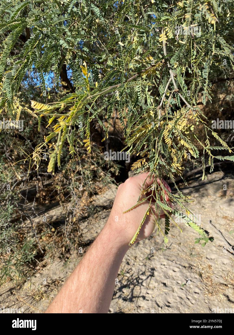 Velvet mesquite hi-res stock photography and images - Alamy