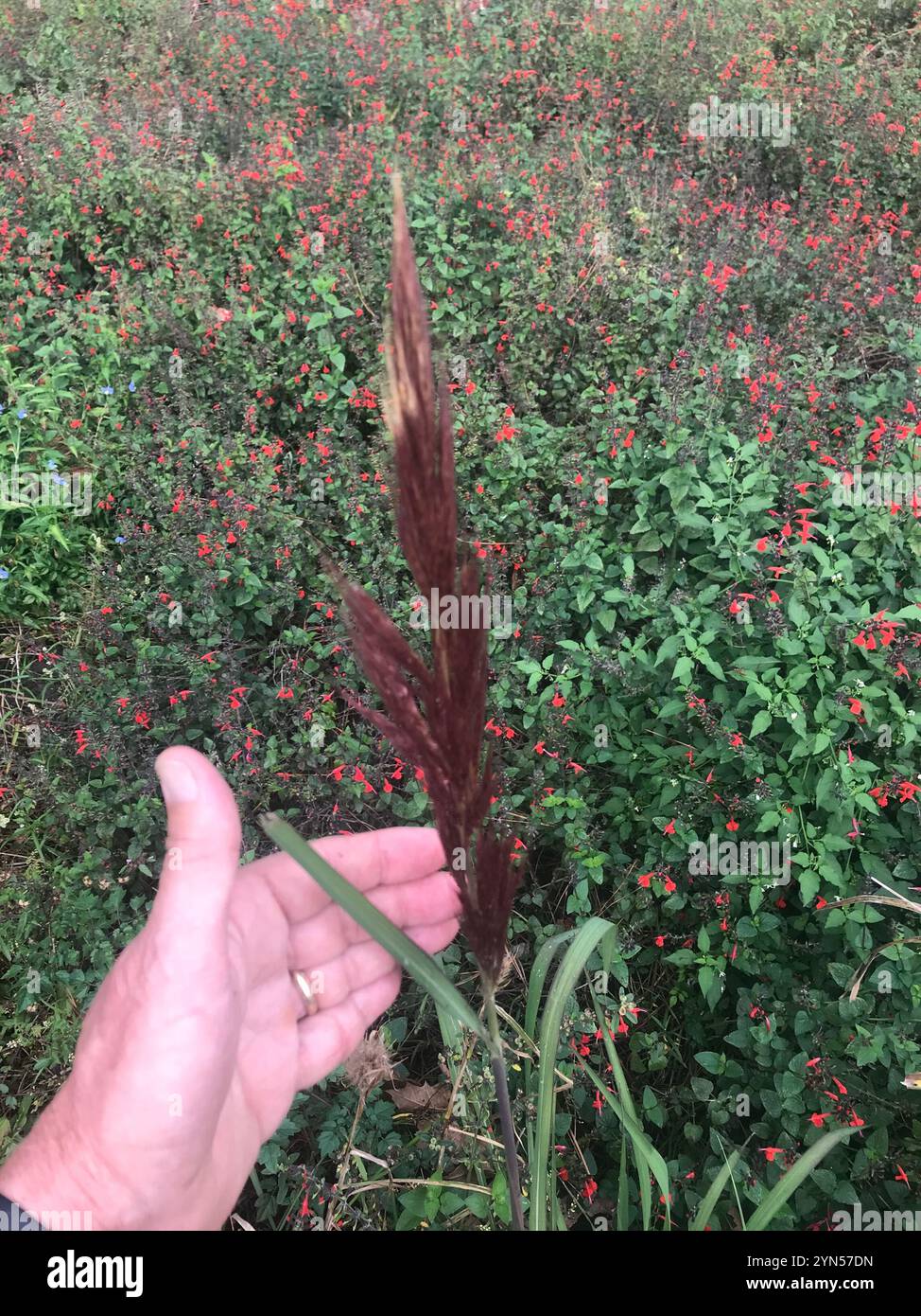 sugarcane plumegrass (Erianthus giganteus Stock Photo - Alamy