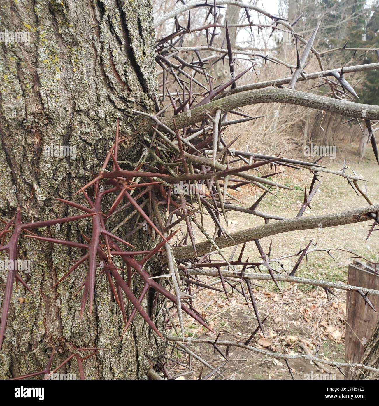 honey locust (Gleditsia triacanthos Stock Photo - Alamy