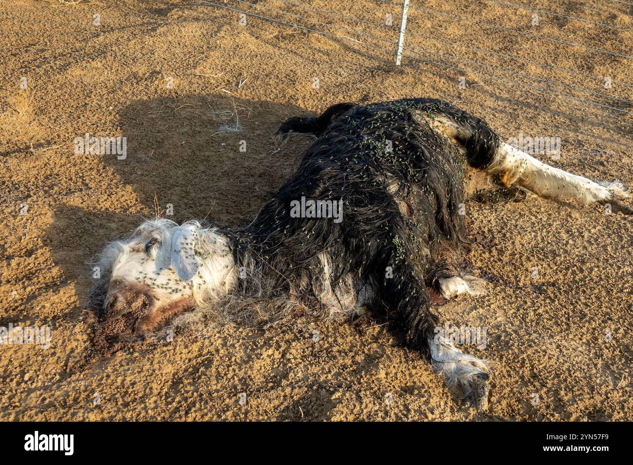 Dead sheep in the desert. The death of small cattle from starvation and lack of water. Global ...