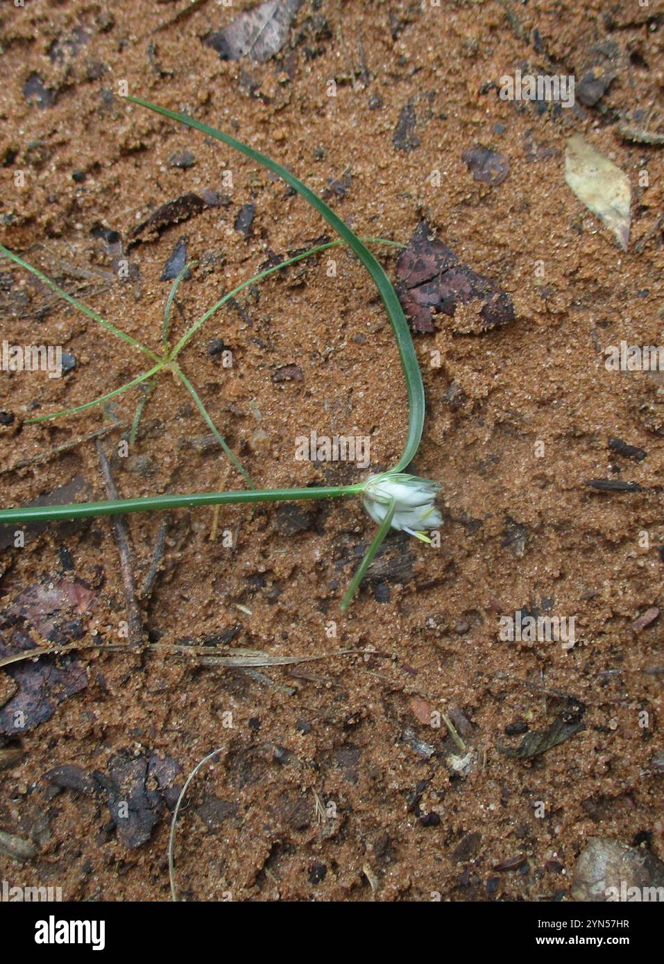 Cyperus niveus hi-res stock photography and images - Alamy