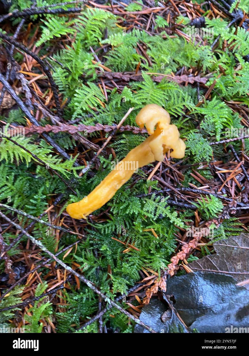 Yellowfoot (Craterellus tubaeformis Stock Photo - Alamy