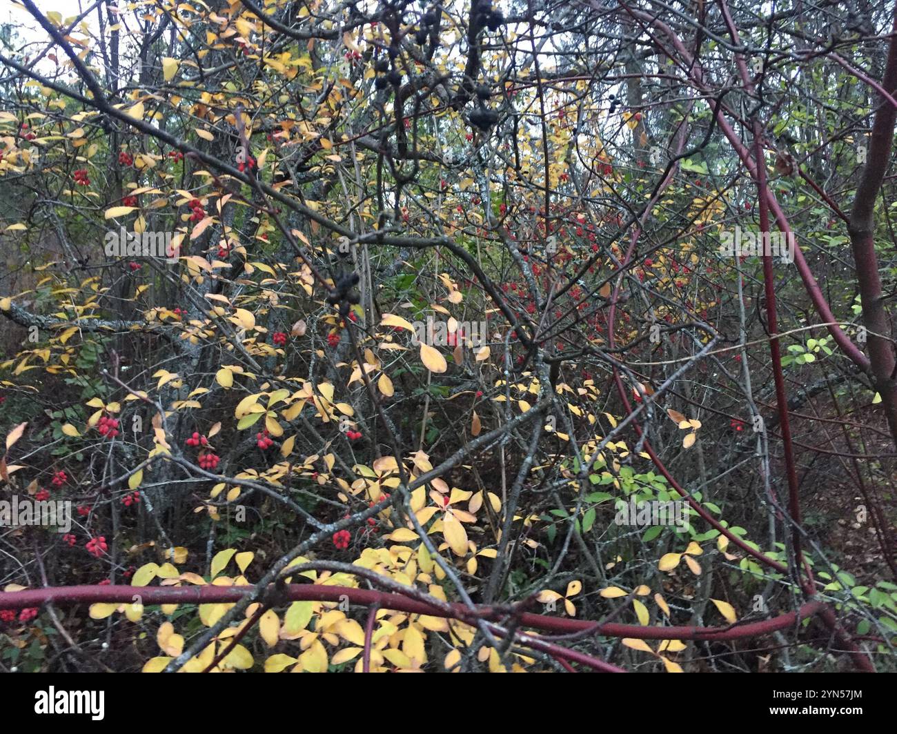 European barberry (Berberis vulgaris Stock Photo - Alamy