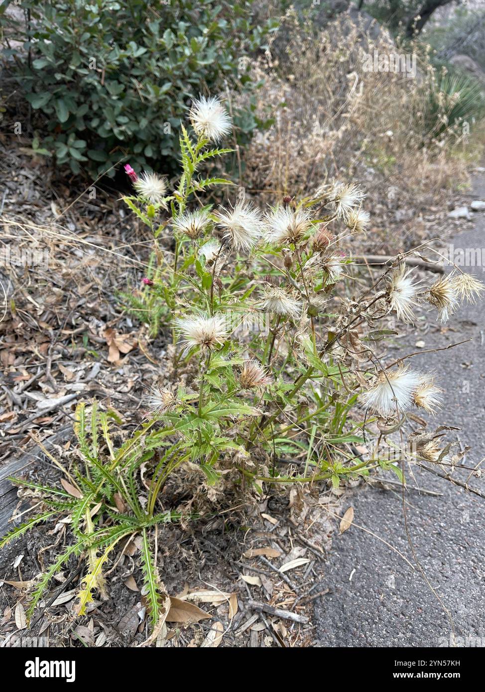 Arizona thistle (Cirsium arizonicum Stock Photo - Alamy