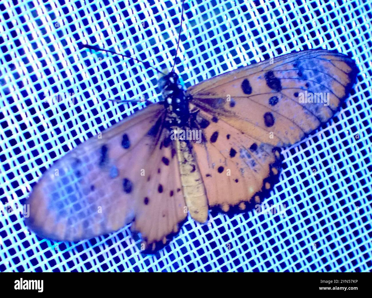 Acraea neobule hi-res stock photography and images - Alamy