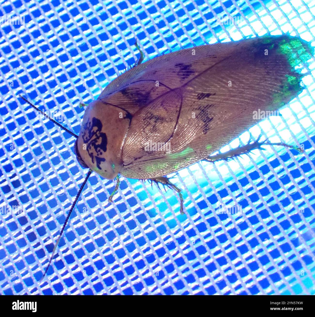 Porcelain Roaches (Gyna Stock Photo - Alamy
