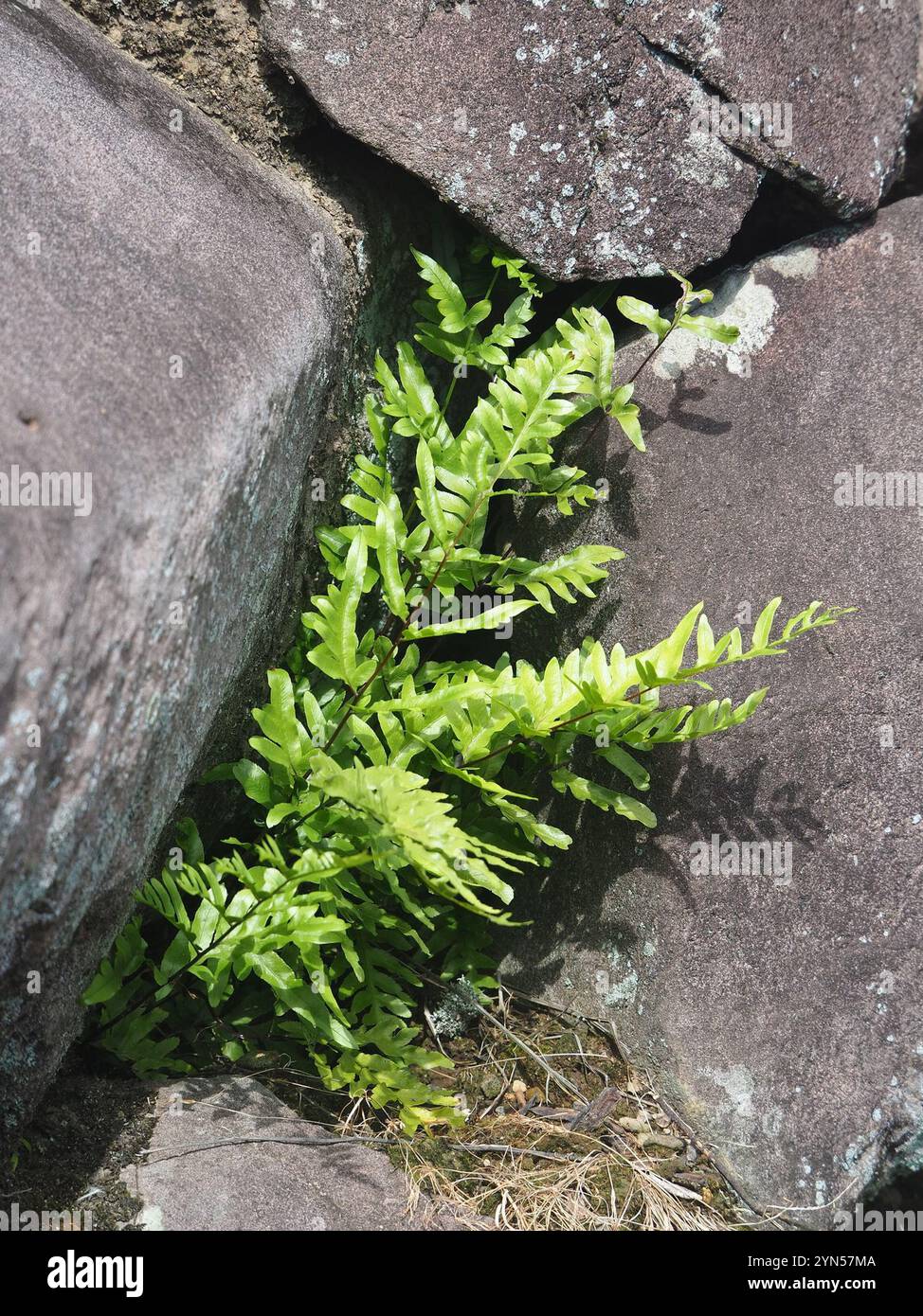 Semi-pinnated Brake (Pteris semipinnata Stock Photo - Alamy