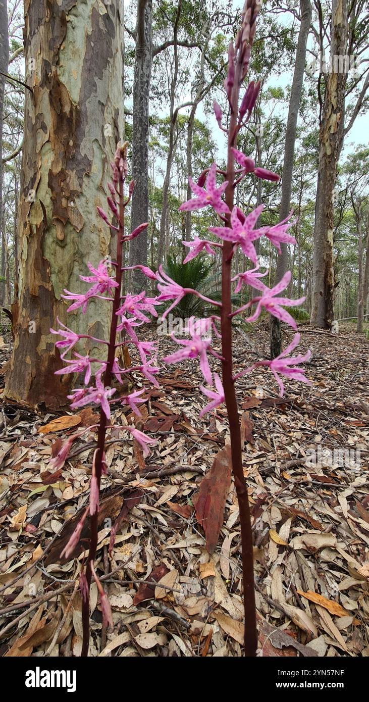 Blotched Hyacinth-Orchid (Dipodium punctatum Stock Photo - Alamy