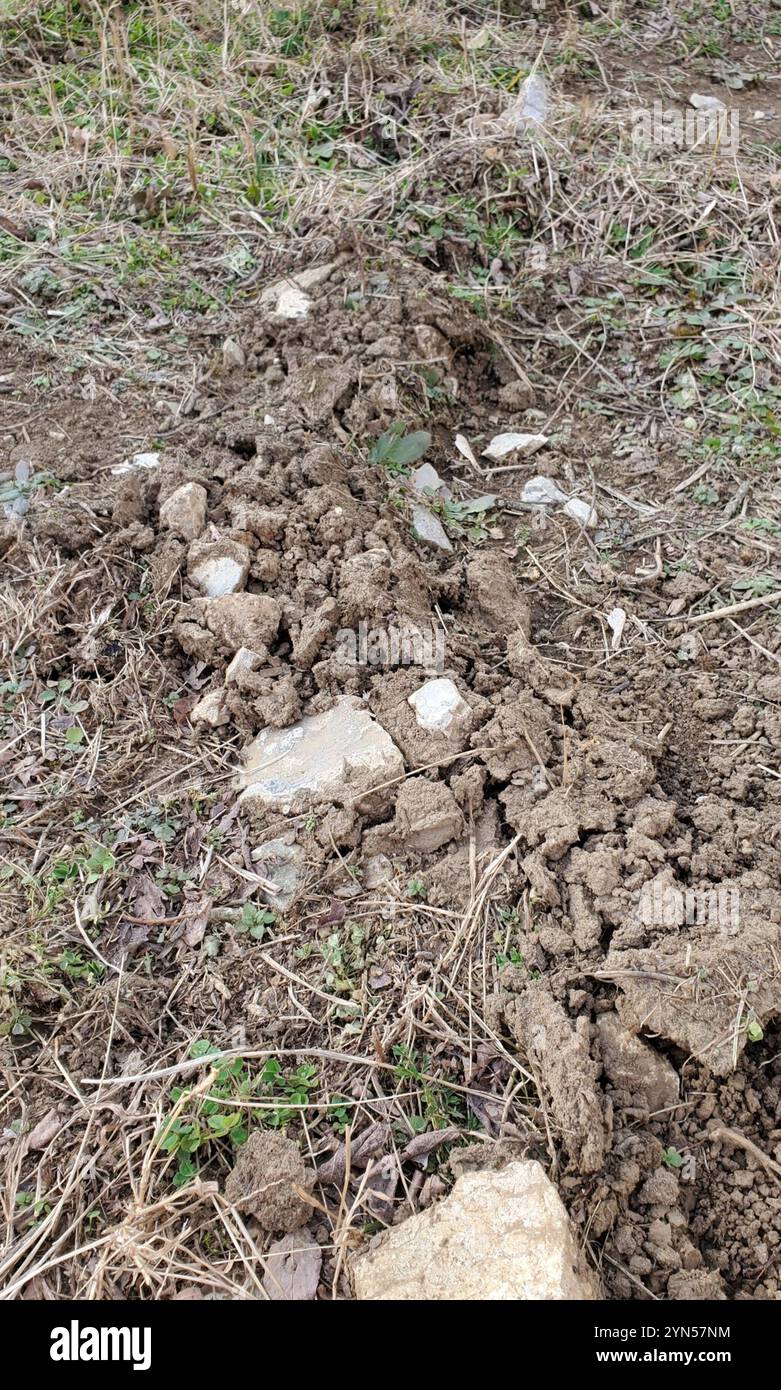 Eastern mole scalopus aquaticus hi-res stock photography and images - Alamy