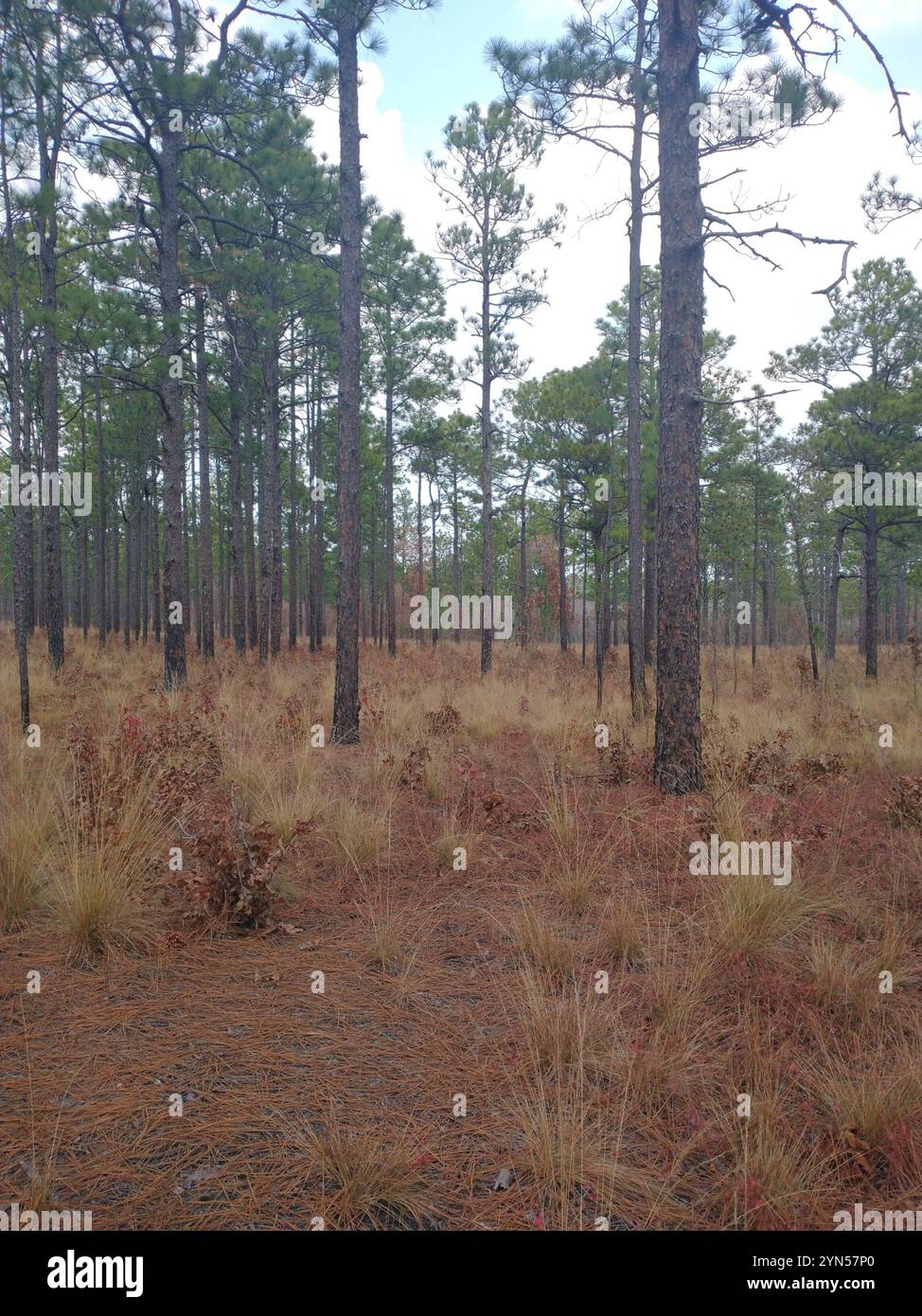 longleaf pine (Pinus palustris Stock Photo - Alamy