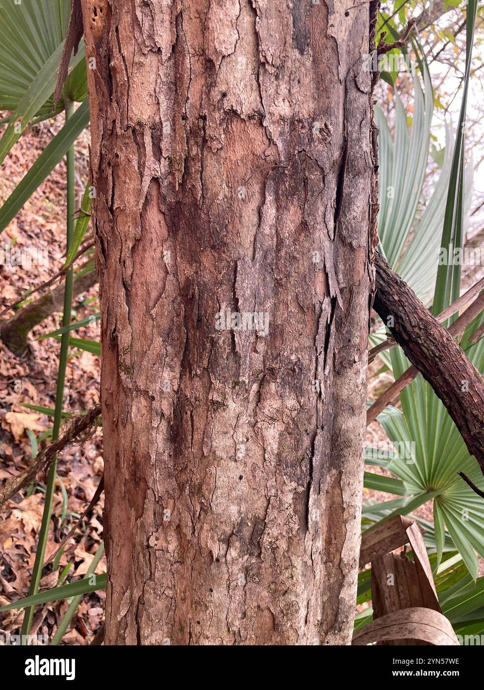 green hawthorn (Crataegus viridis Stock Photo - Alamy