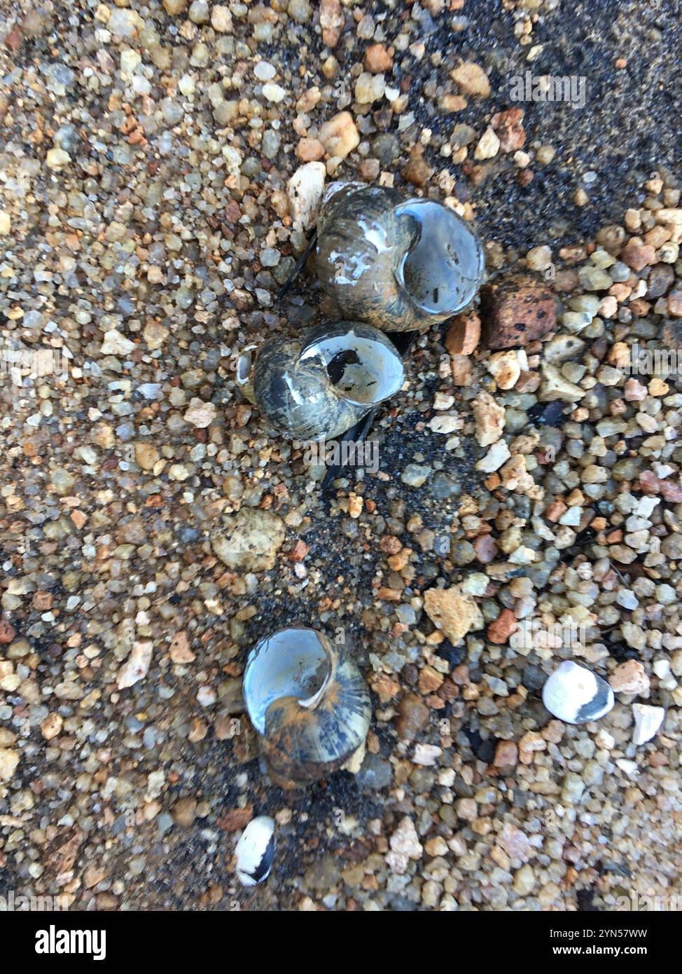Chinese Mystery Snail (Cipangopaludina chinensis Stock Photo - Alamy
