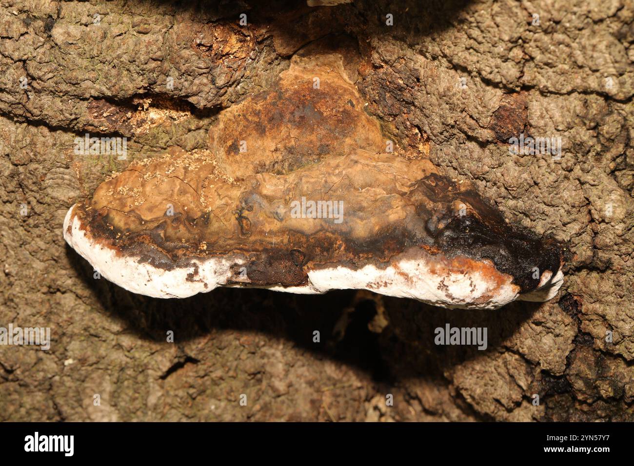southern bracket (Ganoderma australe Stock Photo - Alamy
