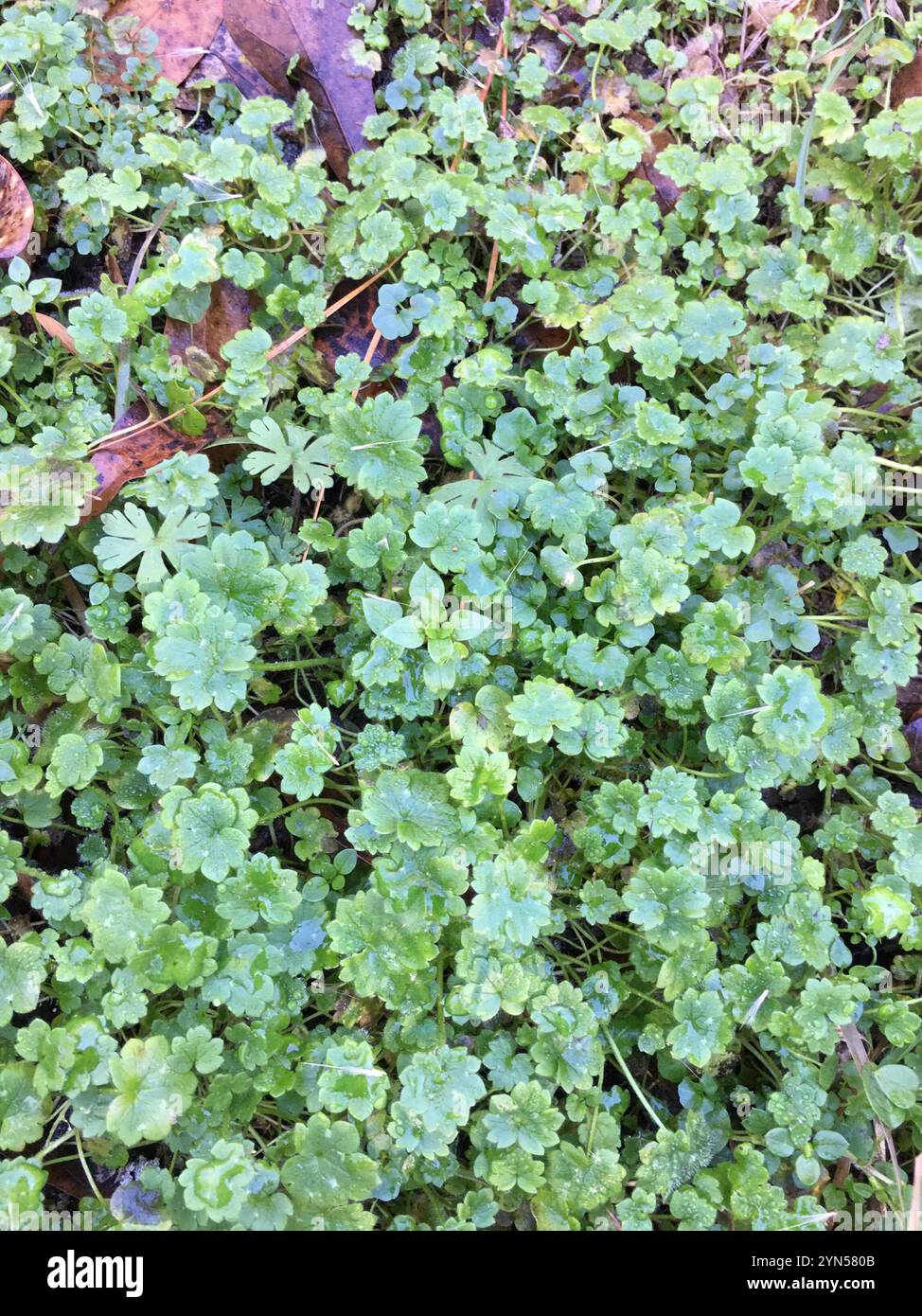 smallflower buttercup (Ranunculus parviflorus Stock Photo - Alamy