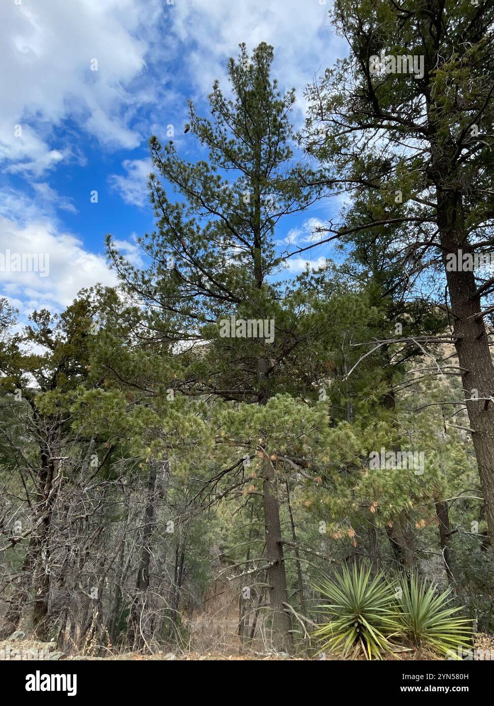 Strobiformis hi-res stock photography and images - Alamy