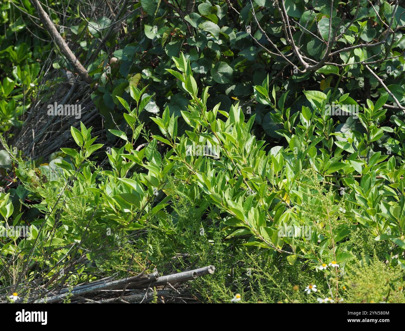 scrambling clerodendrum (Volkameria inermis Stock Photo - Alamy