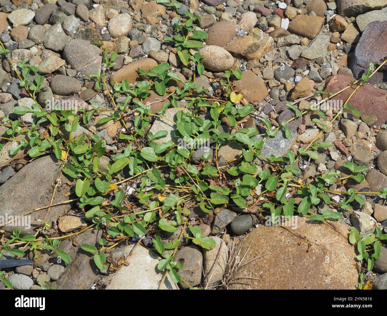 beach morning-glory (Ipomoea imperati Stock Photo - Alamy