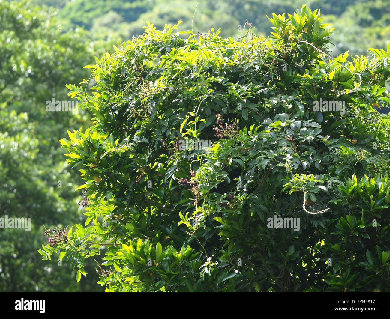 Evergreen Wisteria (Wisteriopsis reticulata Stock Photo - Alamy