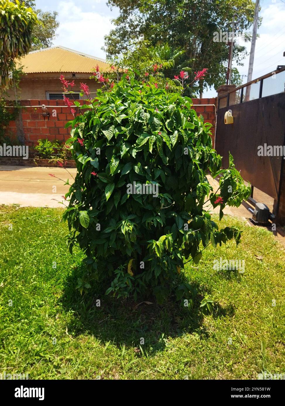 Firespike (Odontonema tubaeforme Stock Photo - Alamy