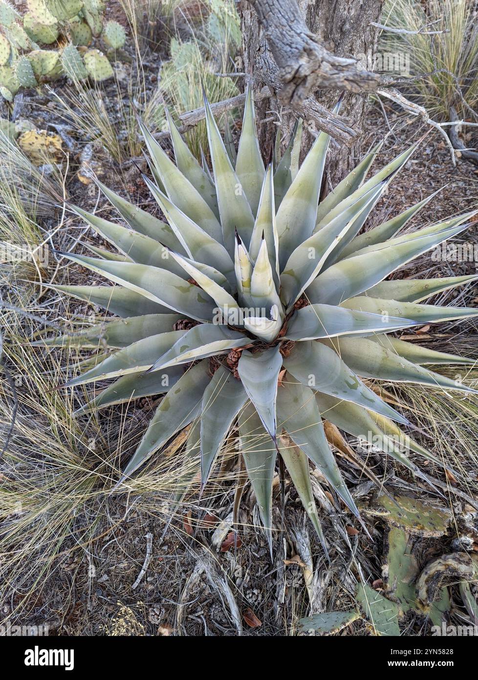 Parry's agave (Agave parryi Stock Photo - Alamy